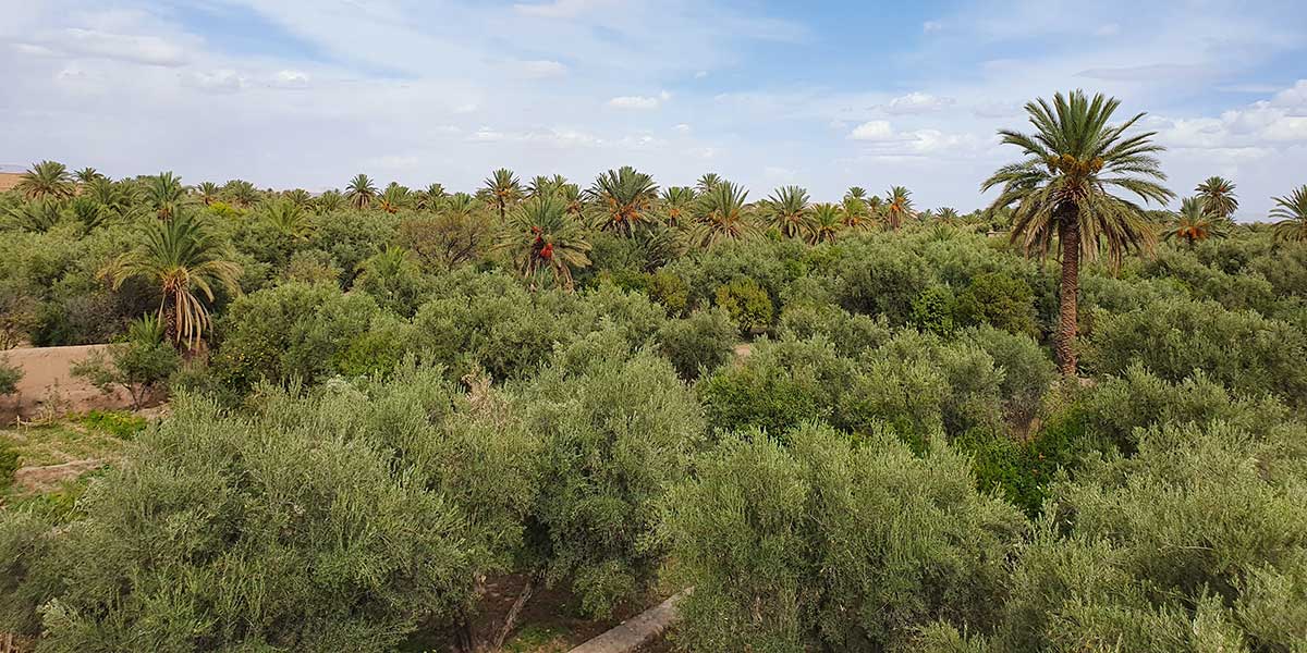 La palmeraie de Skoura, l'oasis par excellence - sudestmaroc.com